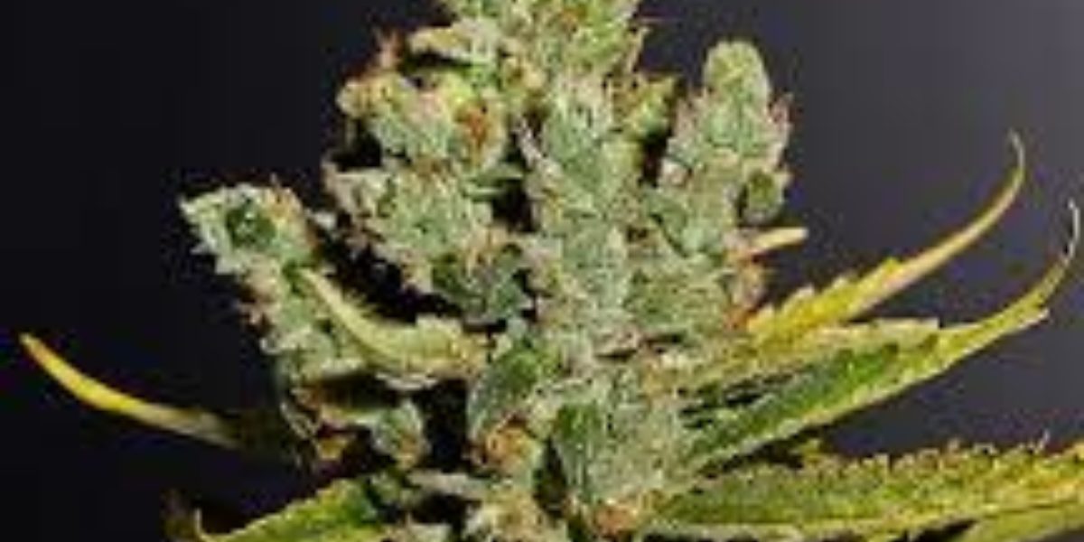 Cheese marijuana: riconoscerla, effetti, come coltivarla | CBDMania.it