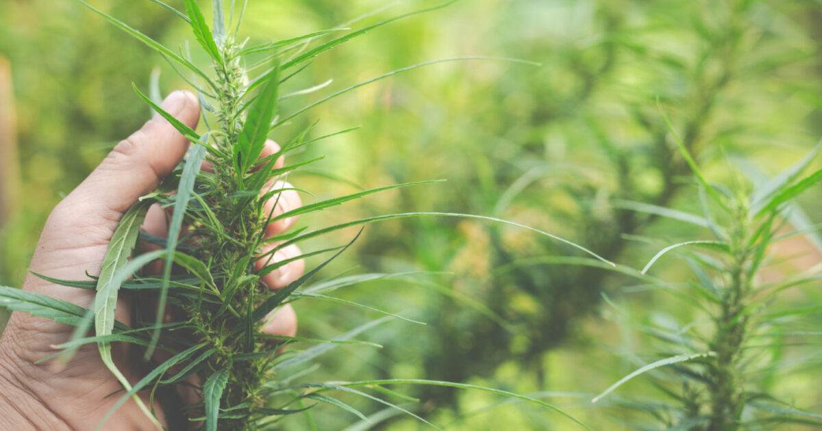 10 curiosità da sapere sulla canapa | CBDMania.it