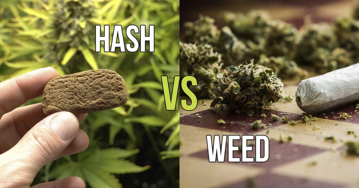 Hashish vs Erba: Differenze negli Effetti e Potenza | CBDMania.it