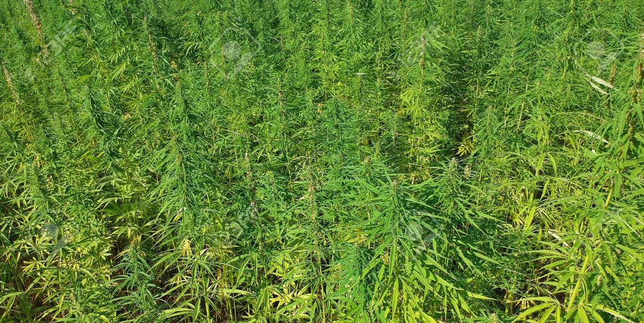 Canapa industriale | CBDMania.it