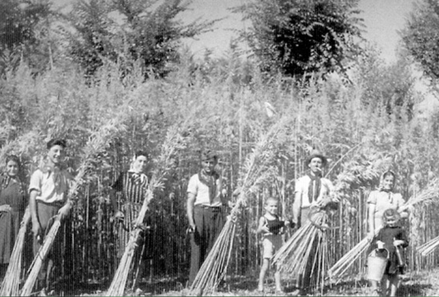 Breve storia della Canapa | CBDMania.it